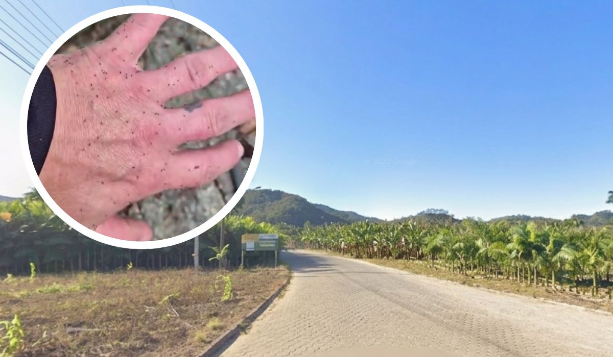 Ilhota registra infestação de Maruim, mosquito que transmite febre ...