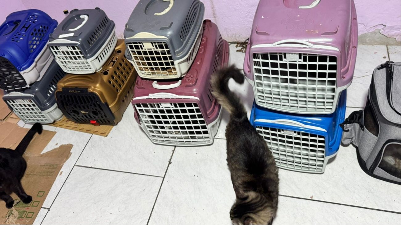 Família é despejada em Criciúma e ONG busca lar para 18 gatos resgatados