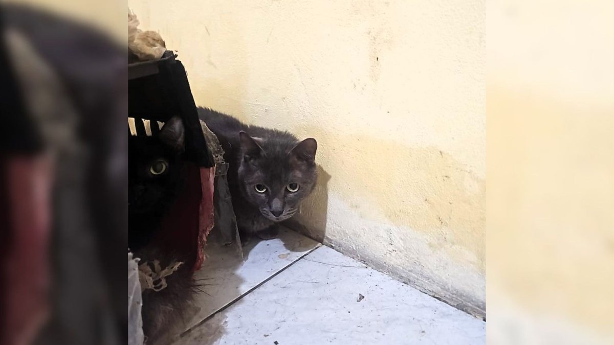Família é despejada em Criciúma e ONG busca lar para 18 gatos resgatados