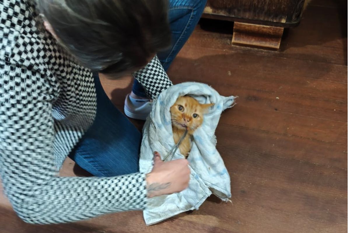 ONG revela situação de 400 gatos em apartamento de Concórdia