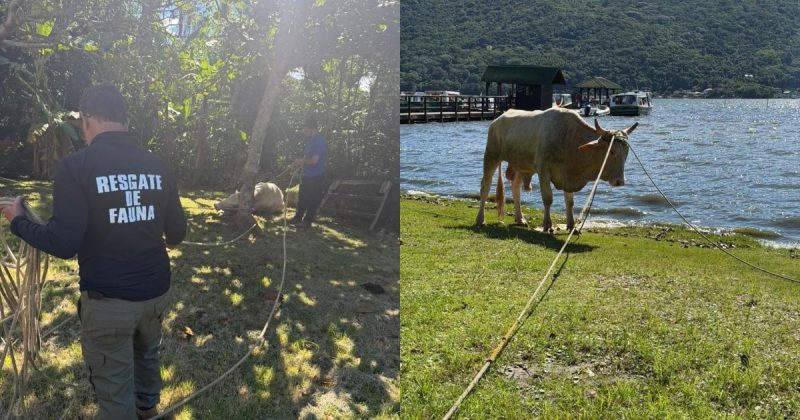 Polícia Civil realiza operação contra 'Farra do Boi' em ponto turístico ...