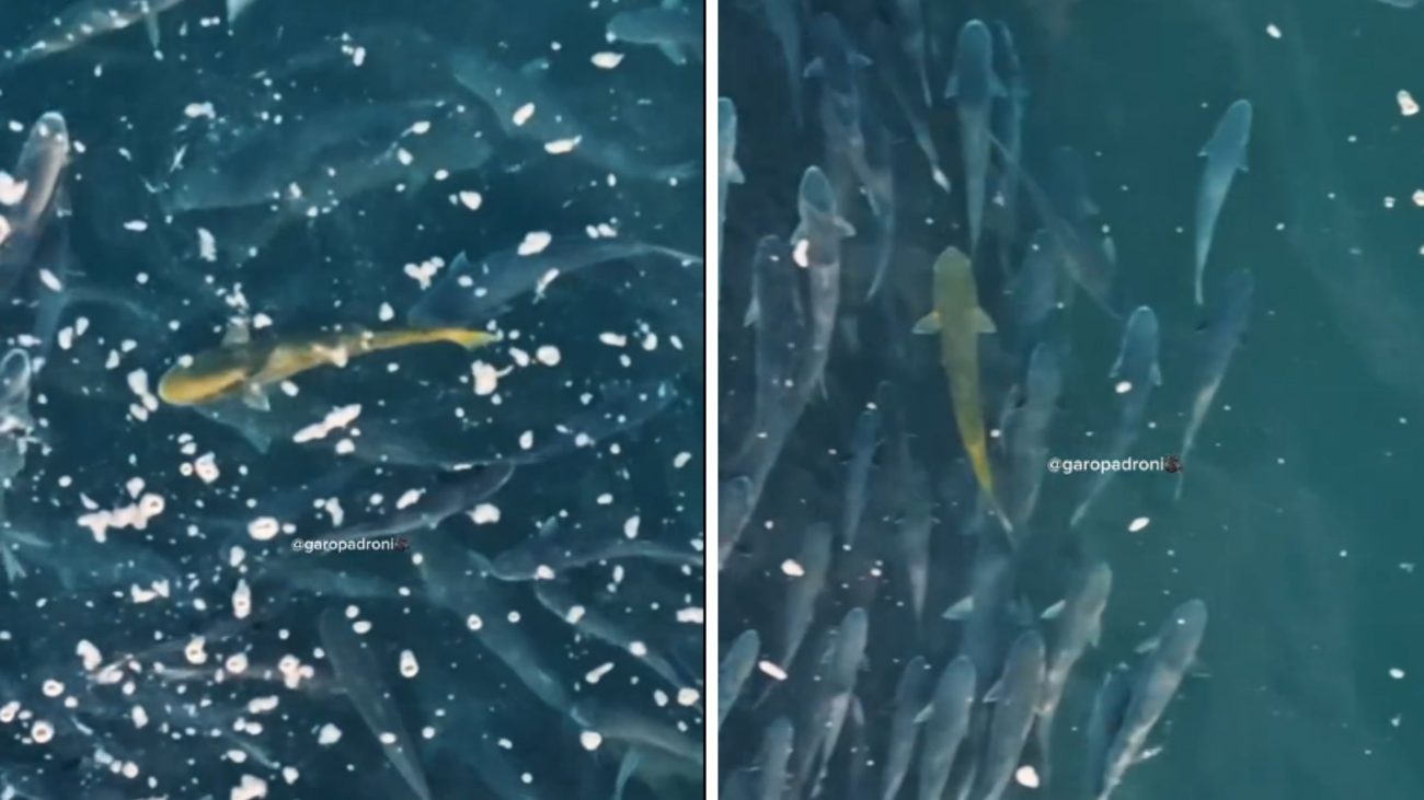 Ouro dos mares? Tainha dourada é avistada em meio a cardume de 40 mil ...