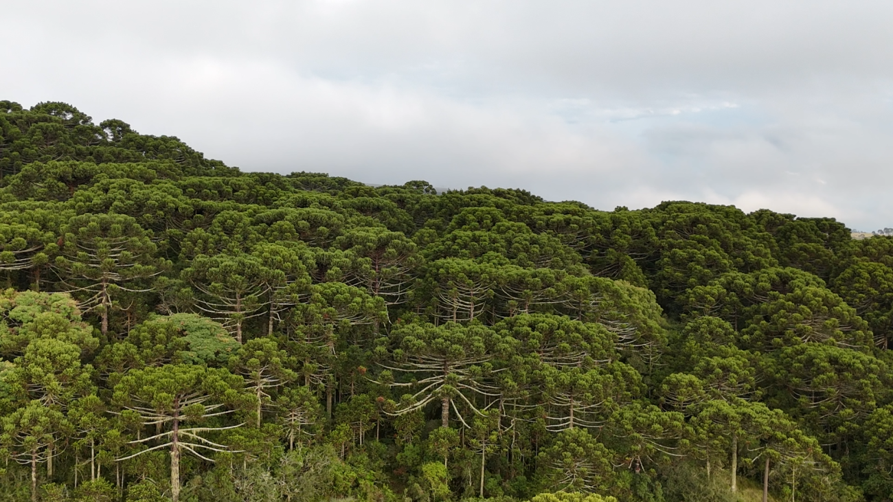 Conheça os povos que deram forma a Santa Catarina