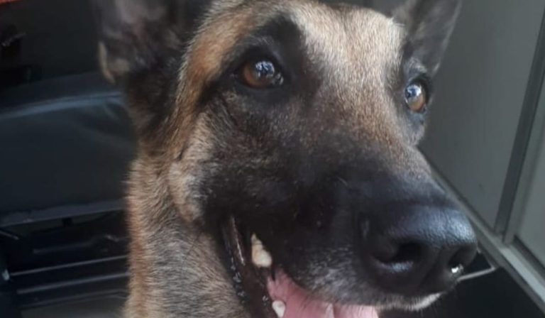 Morre a cadela Hope, heroína que marcou a história dos resgates no ...