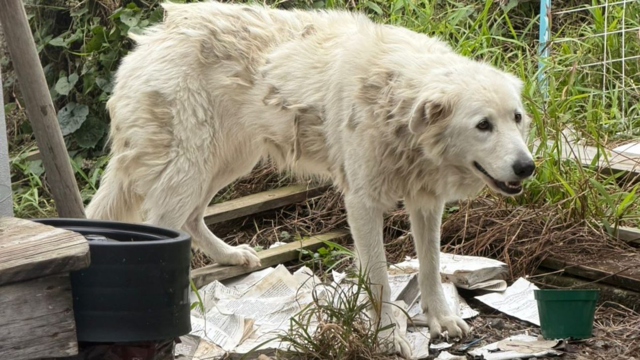 Cães sem água e famintos são resgatados em Joinville