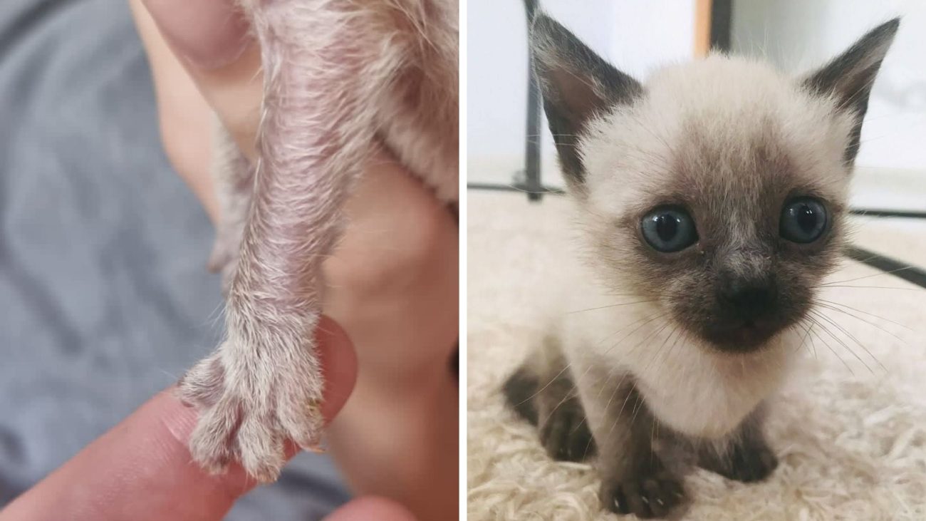 Tutora denuncia morte de gato após descaso em Joinville